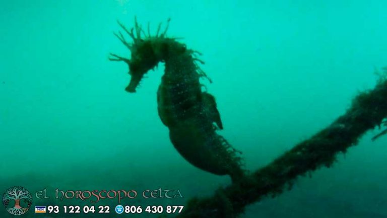 Caballito de mar: el signo Dual - El Horóscopo Celta