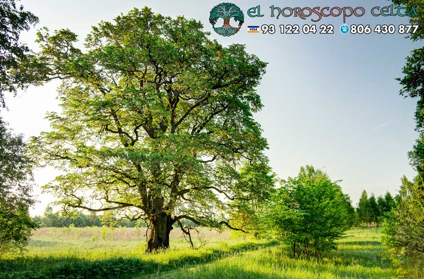 Olmo: un estratega con talento natural - El Horóscopo Celta