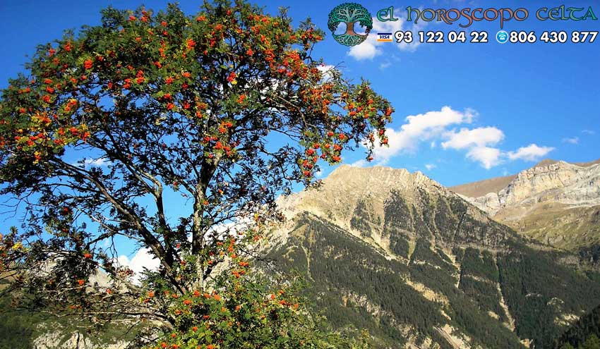 Serbal: el visionario de la naturaleza - El Horóscopo Celta